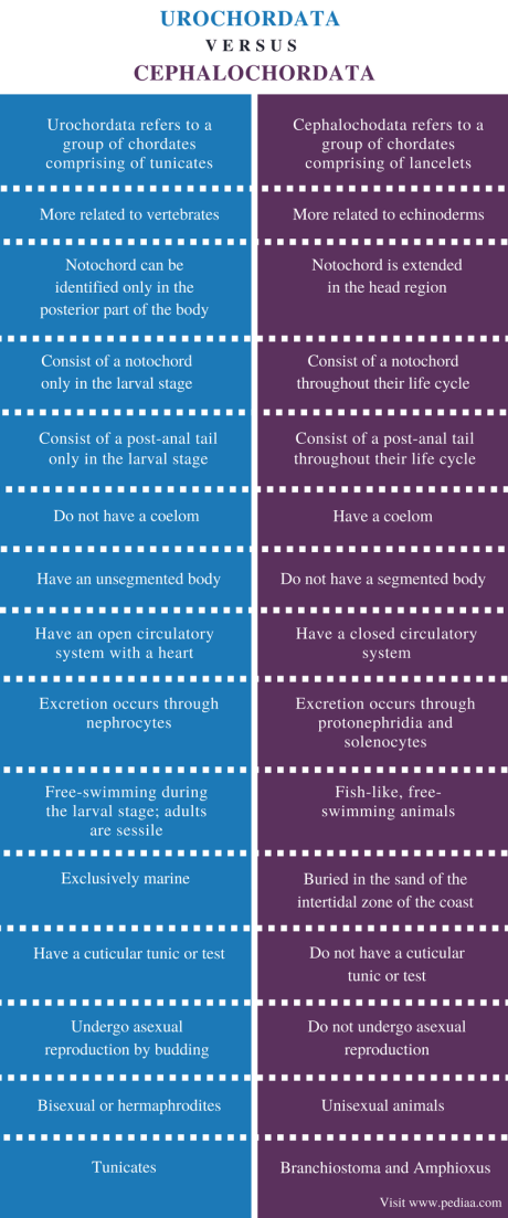 Urochordata Circulatory System
