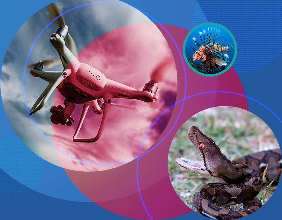 Artificial Intelligence in Wildlife Conservation: A Shift towards the ...