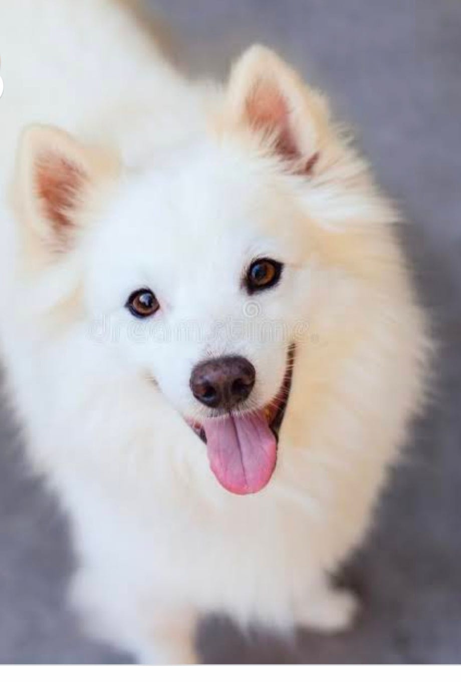 Dog Trainer Bible. --------------------------- | by Ravikumar | Medium