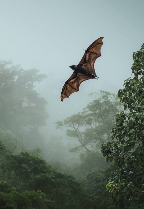 Orang Bati Cryptid