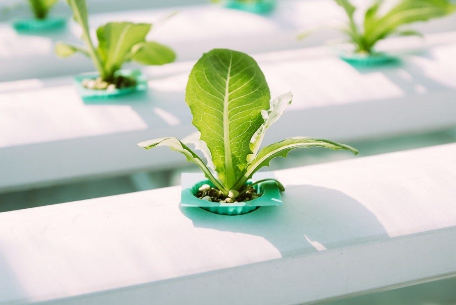 Feeding the Future: The necessity and the promise of Hydroponic Farming ...