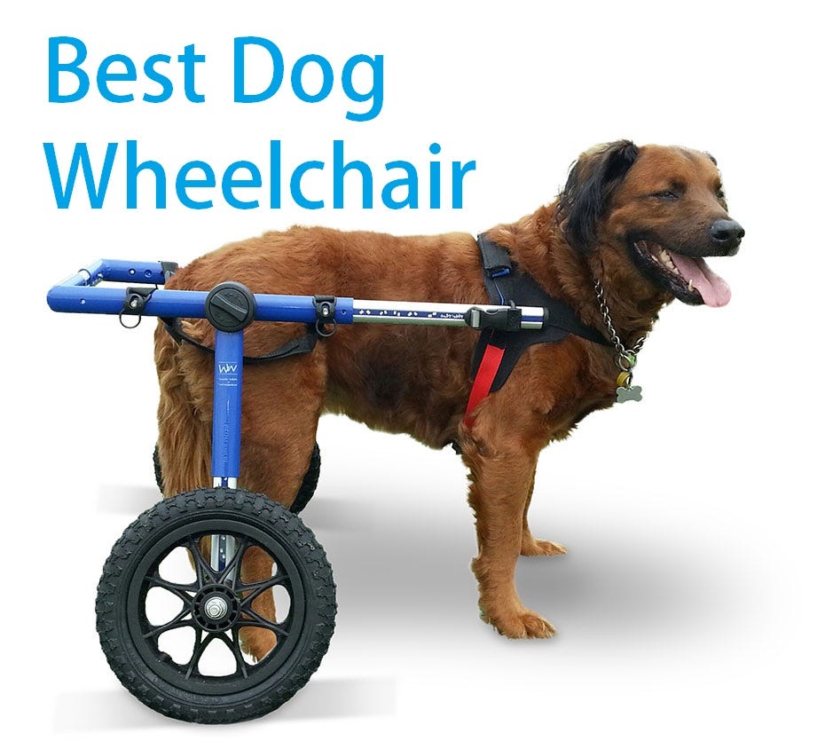 Best Dog Wheelchair- KeepYour Dog Walk Again | by Dog Strollers Reviews ...