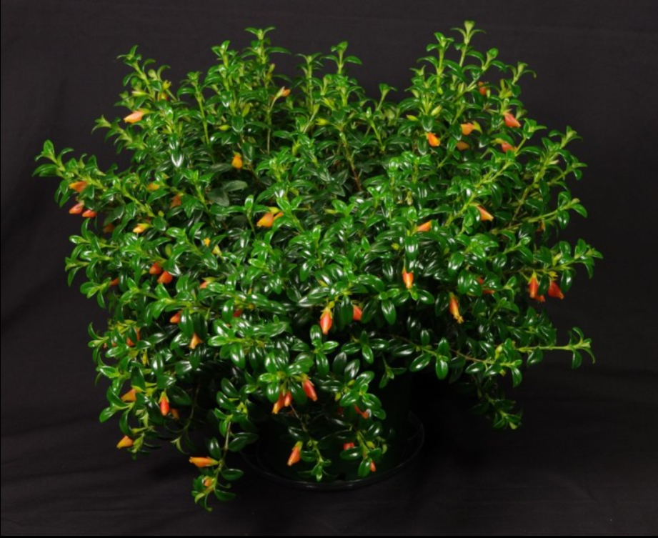 Goldfish Plant — Care, Propagation, and Varieties - The Gardening - Medium