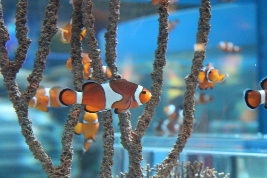 Catching Fish Reef