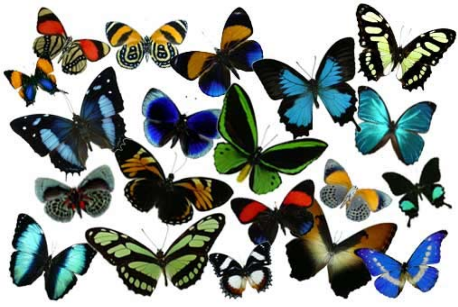 Today is World Butterfly Day — note it in your calendar (March 14th ...