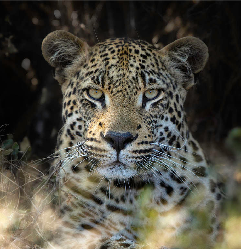 Those eyes. Sometimes in life you see or experience… | by Tim Bindner | Medium