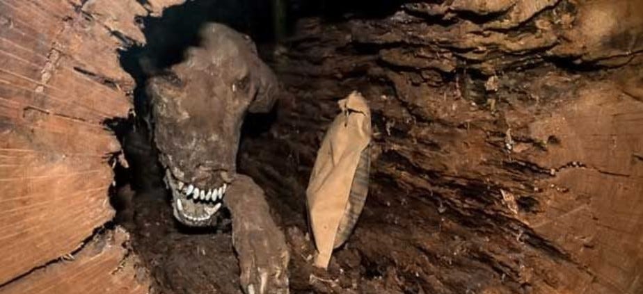 Mummified Dog Given Name “Stuckie” Has Been Stuck In Tree For More Than ...