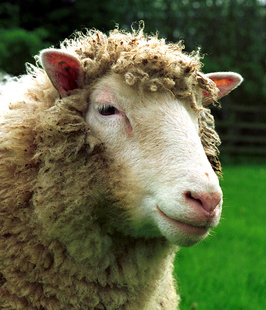 Video quiz: How much do you know about Dolly the Sheep? | by BBSRC | Medium