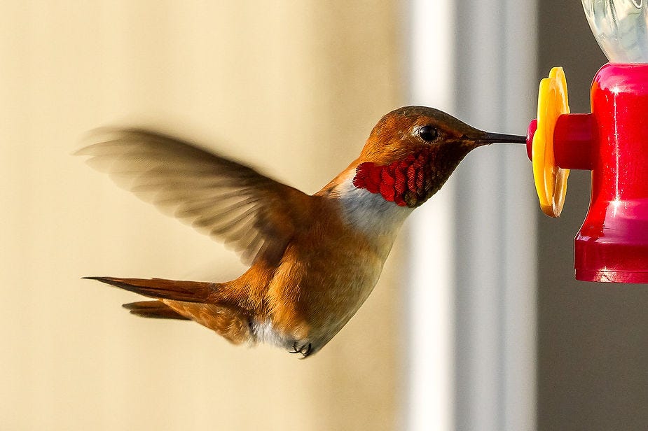 Low-Maintenance Hummingbird Enjoyment | by S. Clark | Conkaree | May ...