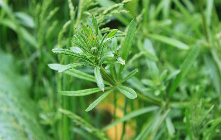 Goosegrass Weed - weedlifestyles - Medium