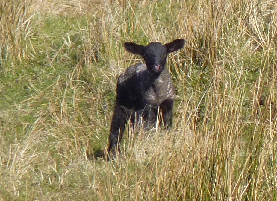 The Spotless Lamb. Not too long ago a lamb was born. He… | by Tessaria ...