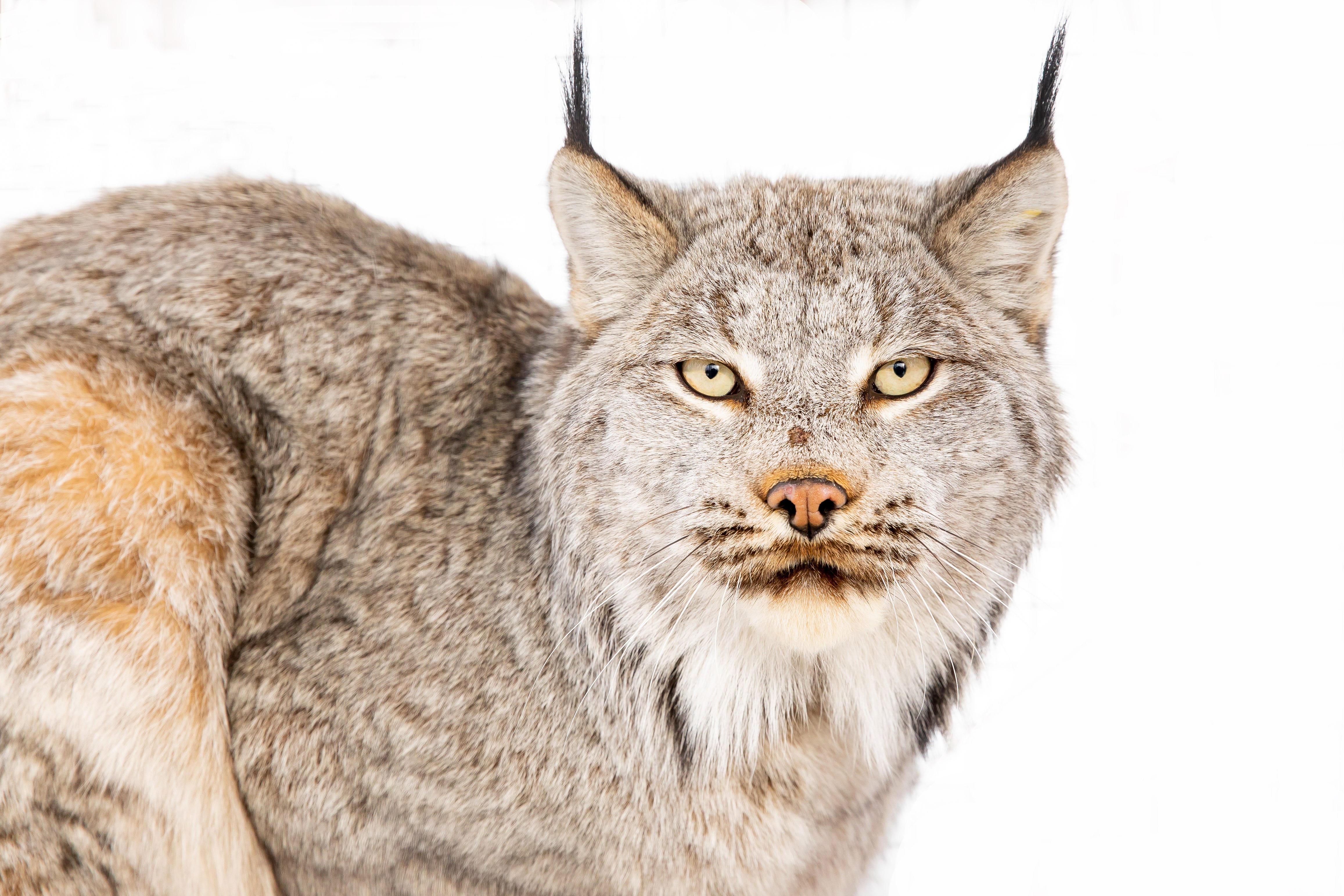 Siberian Lynx House Cat