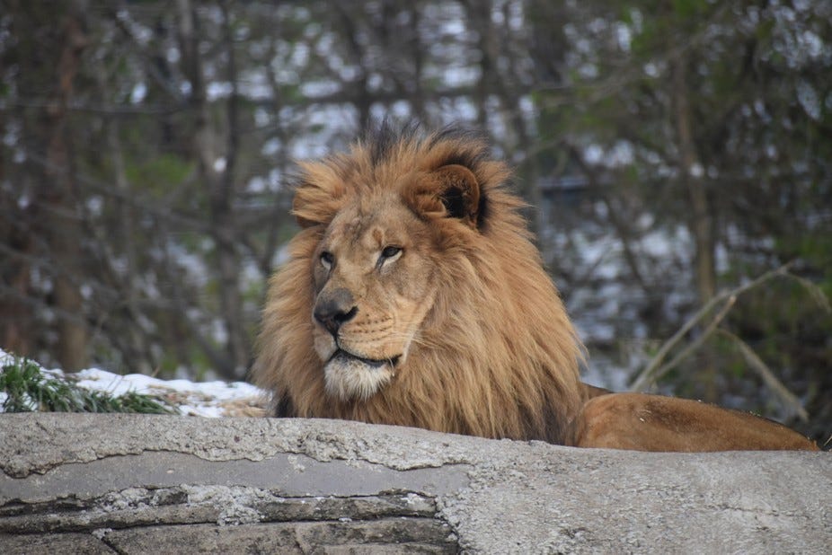 Be like a king and know how to start digital transformation. | by Seth ...