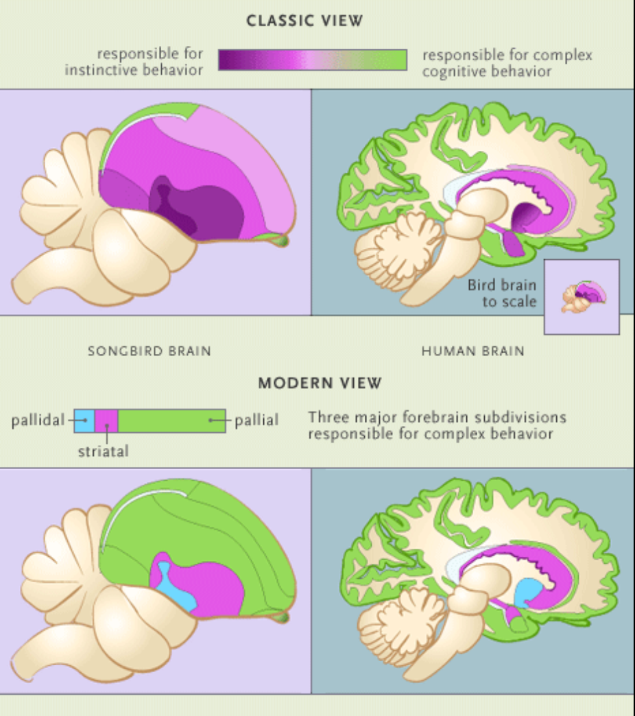 Birds are smart. Have you heard the term “bird brain”… | by Zeb Z | Sep, 2023 | Medium