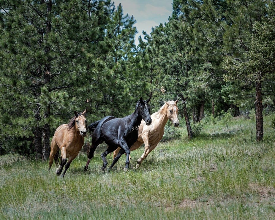 On Steve Jobs, Henry Ford, and Fast Horses | by Eugene Ivanov | Medium