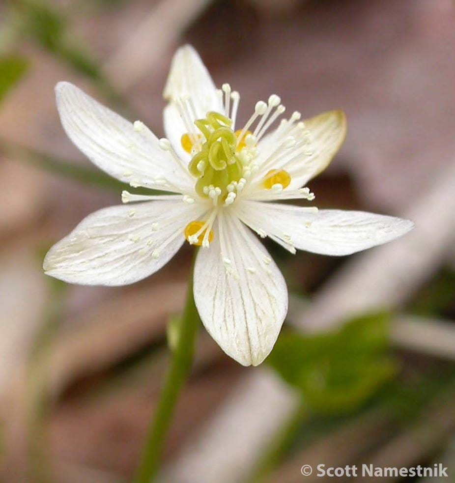 The active ingredients in Coptis and their medicinal properties | by ...