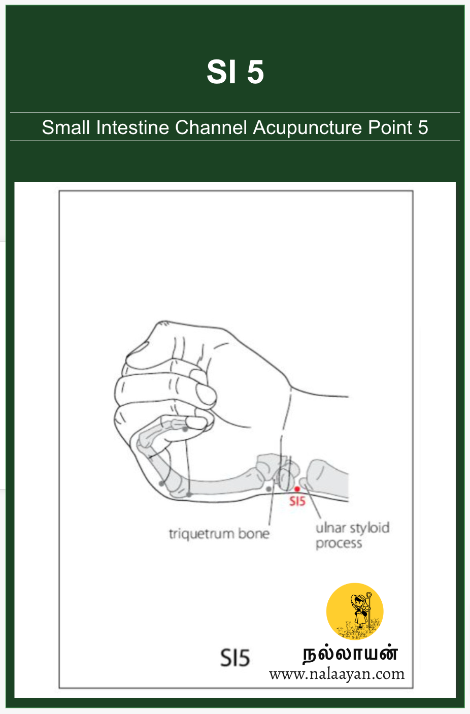 SI 5 Acupuncture Point - The Good Shepherd - Medium