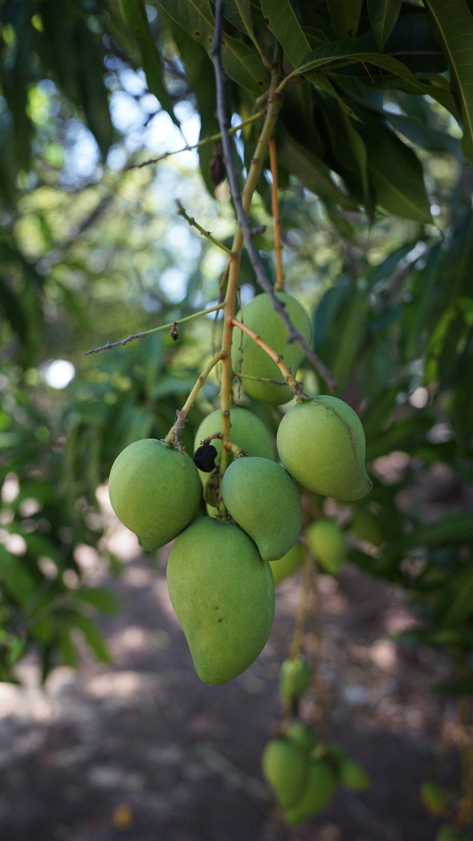 A Long Article on Mangoes:. The Mango: Fruit of Divine Delight | by ...