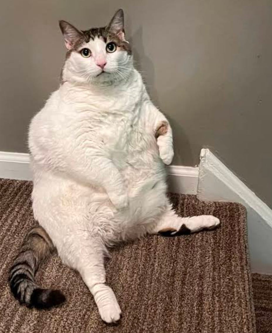 The Importance of the Poem "Fat Cat" | by Alizeyshah | Medium