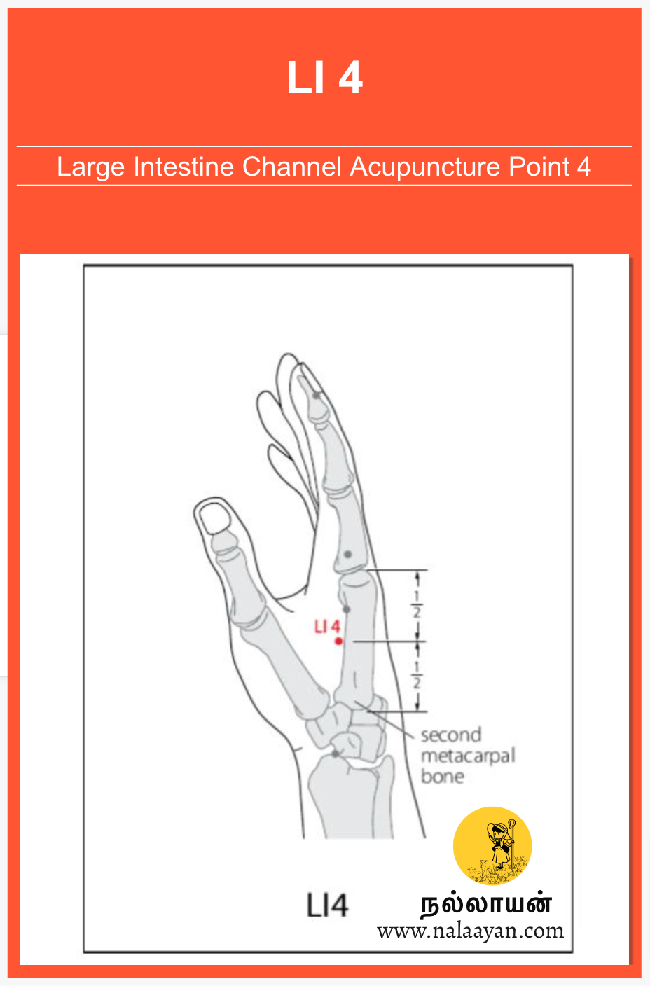 LI 4 Acupuncture Point - The Good Shepherd - Medium