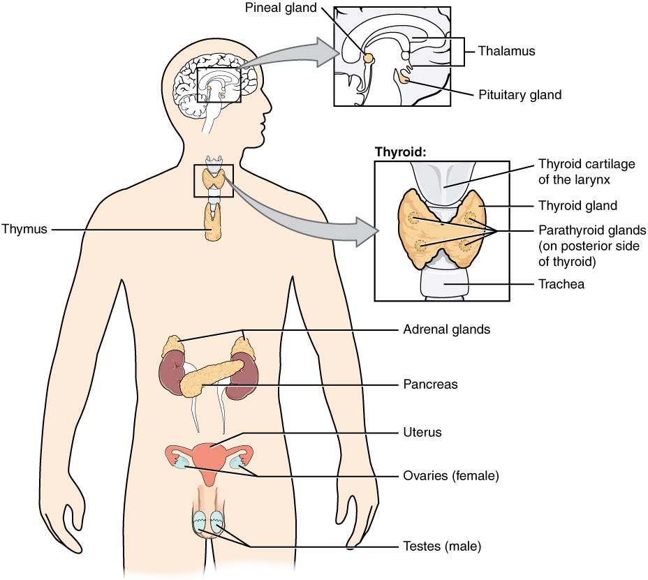 endocrine-system-and-hormones-what-is-intended-by-the-endocrine-by