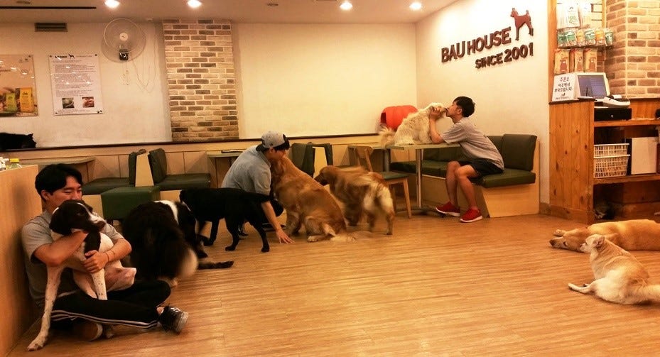 Best Animals cafes in Seoul. Pet cafes are a type of café that… | by ...