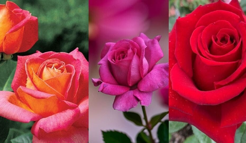 Hybrid Tea Roses: Meaning, Symbolism, and Interesting Facts ...