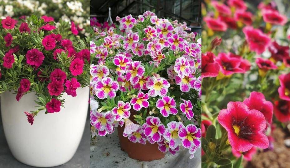 12 Gorgeous Varieties of Calibrachoa (Million Bells) - AshleyScott - Medium