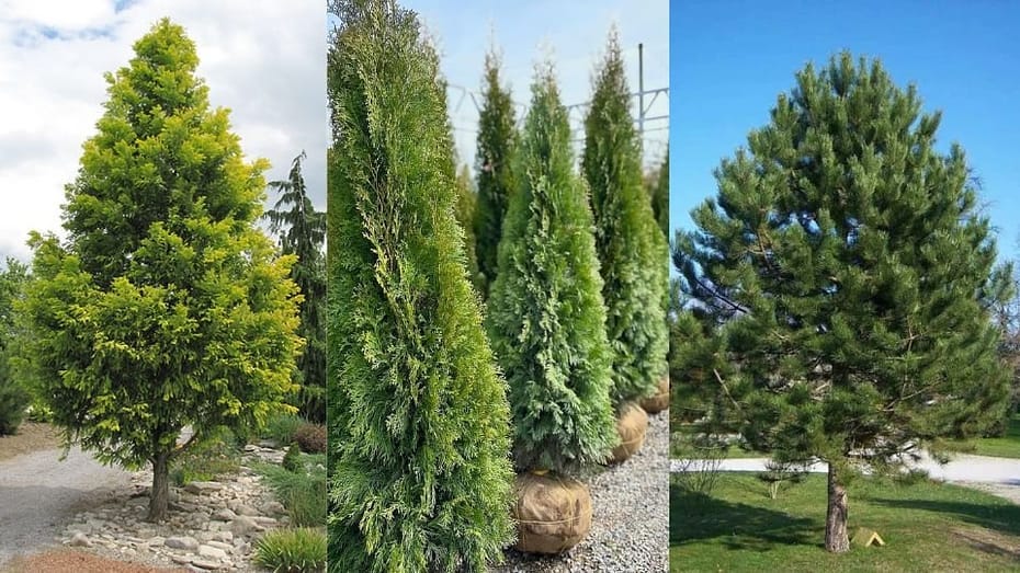 Towering Evergreens in a Hurry: 9 Trees That Grow Like Crazy ...