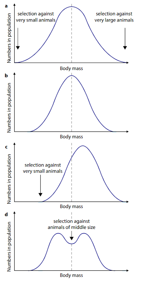 Hardy Weinberg Mathematical Modeling Hardy Weinberg: Biology Lab