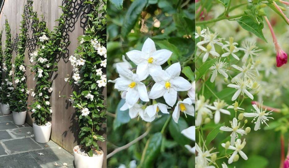 Vines With White Flowers: Pictures and Names - AshleyScott - Medium