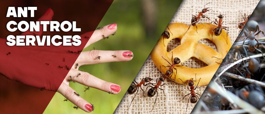 Fast & Safe Ant Pest Control. Ants are some of the most prevalent… | by ...