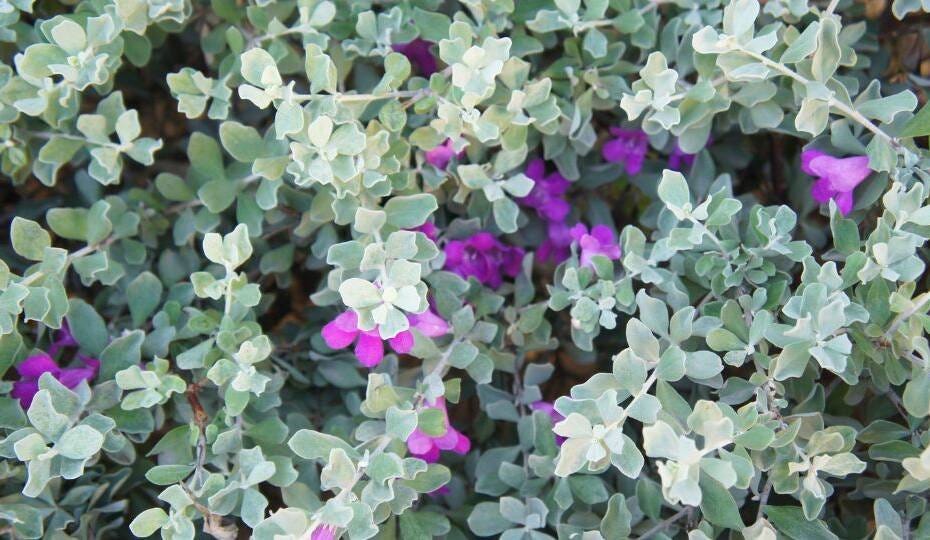 20 Types of Texas Shrubs — Identification Guide - AshleyScott - Medium