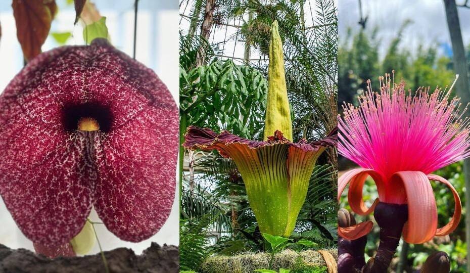 Unusual, Cool and Unique Plants With Weird Flowers - AshleyScott - Medium