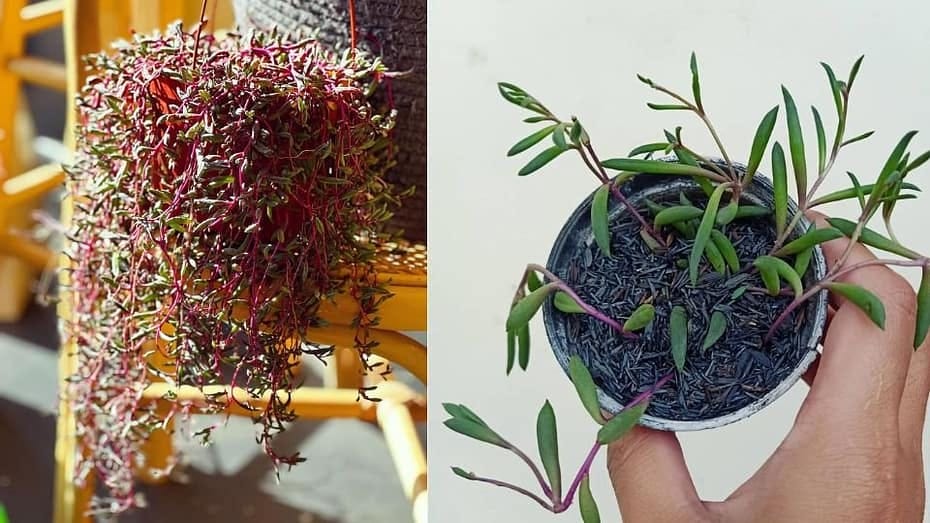 String of Rubies : How to Plant, Grow, and Care - Gardeners School - Medium