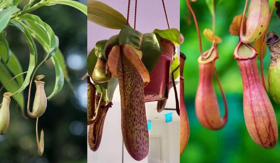 How to Grow and Care for Pitcher Plant: A Complete Guide to Cultivating ...