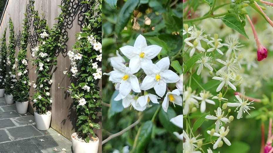Vines With White Flowers: Pictures and Names - Gardeners School - Medium