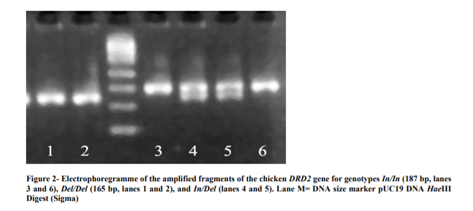 Genetic Variability of Indels in the Prolactin and Dopamine Receptor D2 ...