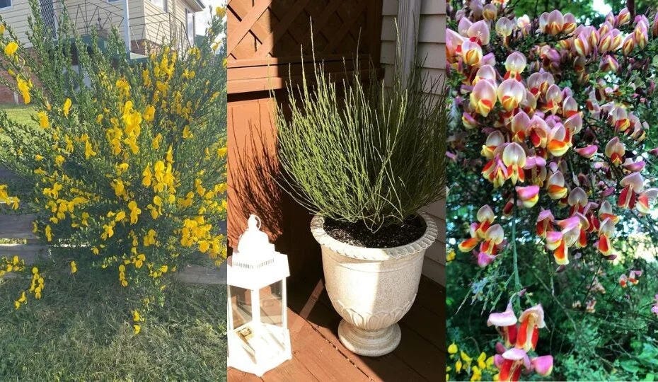 How to Grow and Care for Broom Plants - AshleyScott - Medium