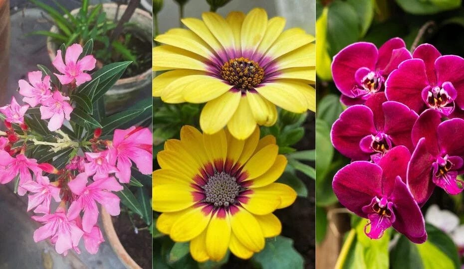 24 flowers that start with the letter O - AshleyScott - Medium