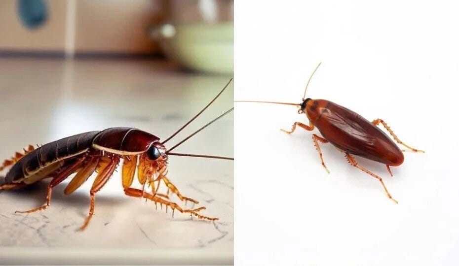 Palmetto Bug Or Cockroach: Differences & How to Kill Them - AshleyScott - Medium