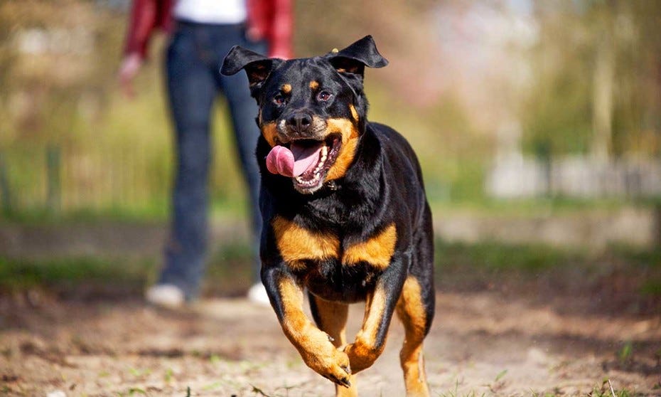 Dog Breed Classification — Udacity Capstone project using Convolutional ...
