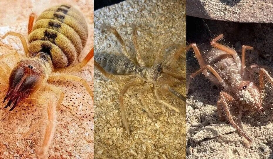 Camel Spiders (Solifugids): Facts, Myths, and Tips for Dealing with ...