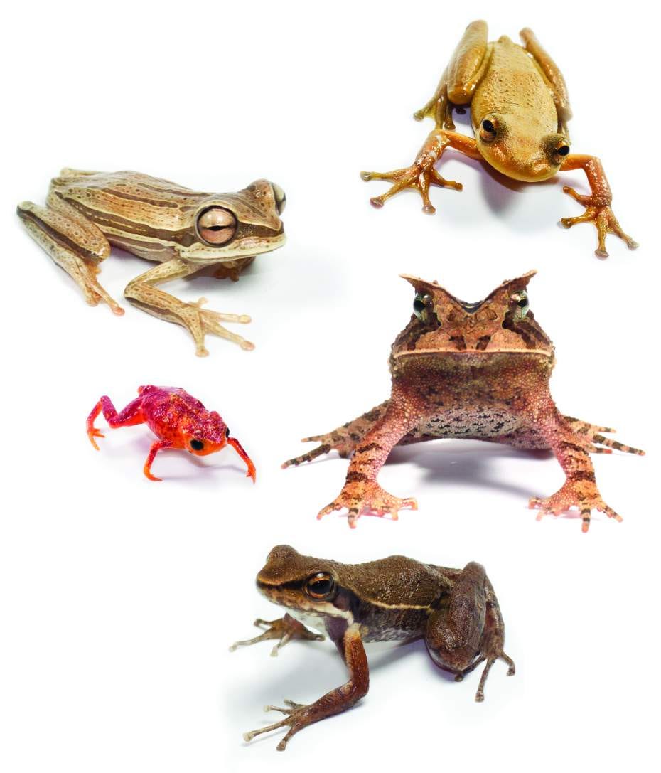 Deforestation affects amphibian disease risk by changing host community ...