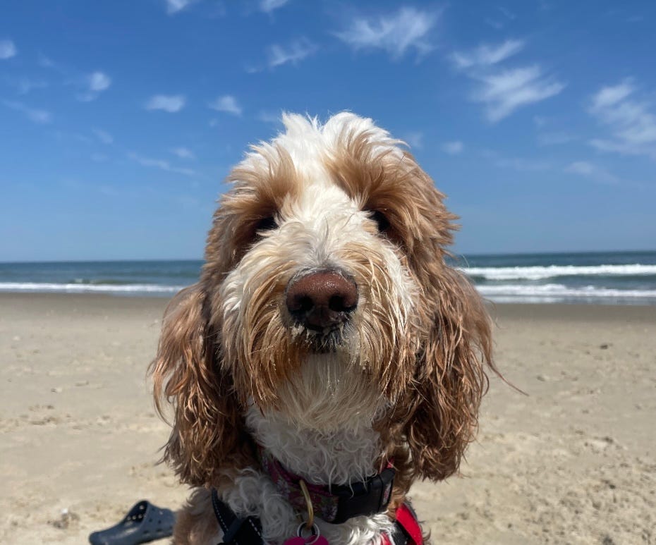 Four Simple Things My Dog Helped Me to Understand This Year | by ...