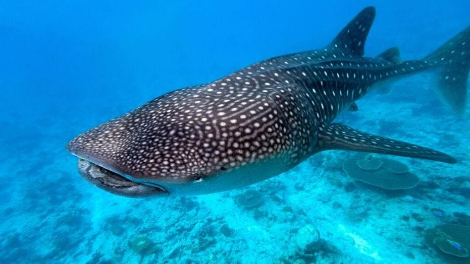 Swimming with Whale Sharks in Oslob, Cebu | Amazing Experience Review [ GO PRO HERO ] | by ...