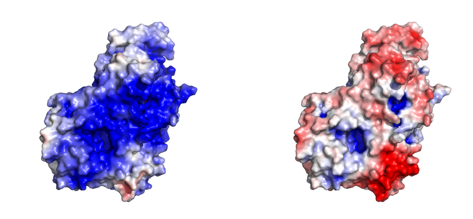 Visualise surface charges of your protein 3D structure | by Erik ...