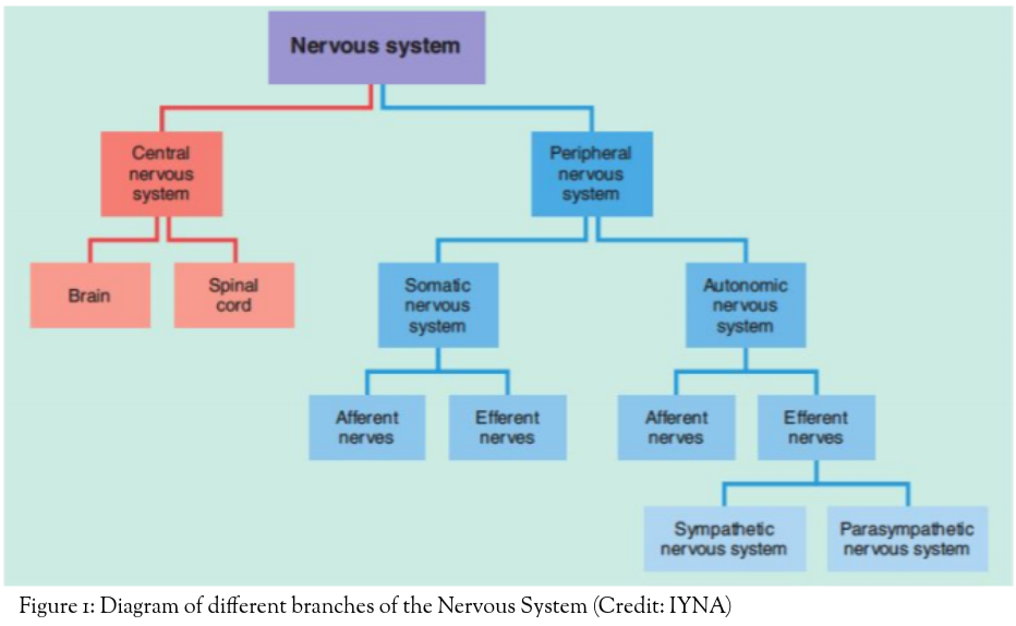 Peripheral Nervous System Flowchart