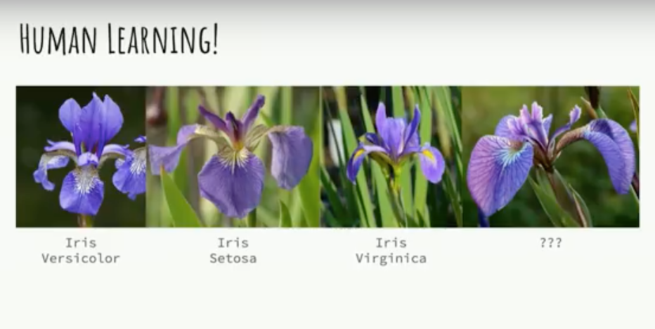 Iris Species Classification Using Auto ML (pycaret) | Analytics Vidhya