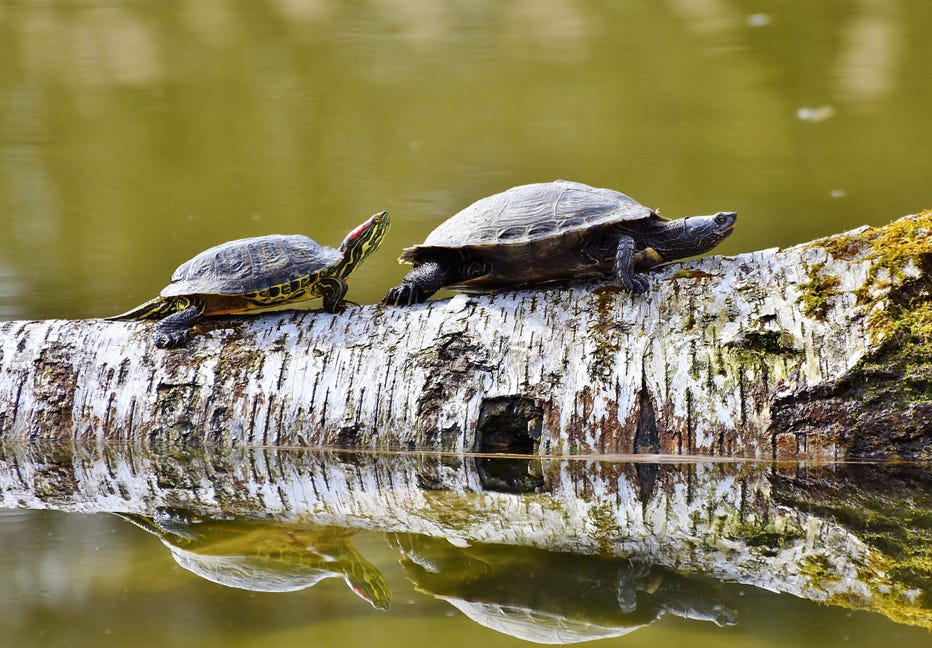 Down at Whisper Lagoon. limericks doing butterflies across my… | by ...